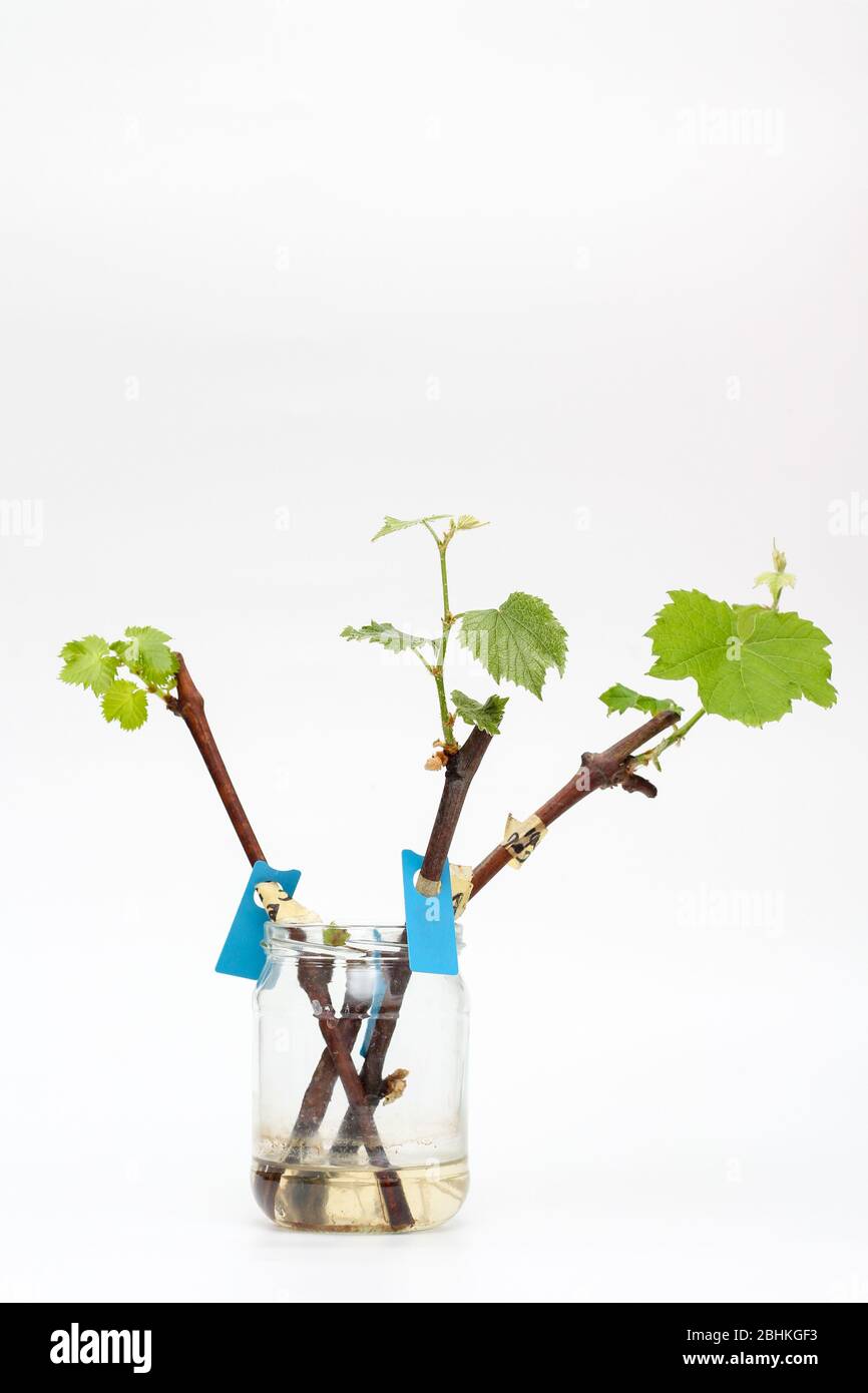 Isolated rooted grapevine cuttings with green young leaves on a white ...
