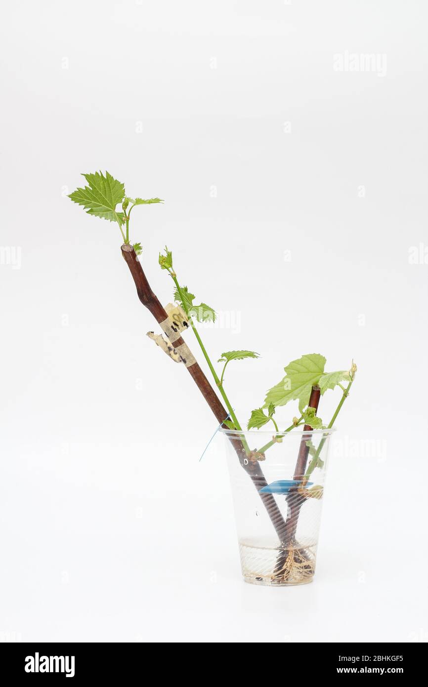 Isolated rooted grapevine cuttings with green young leaves on a white ...