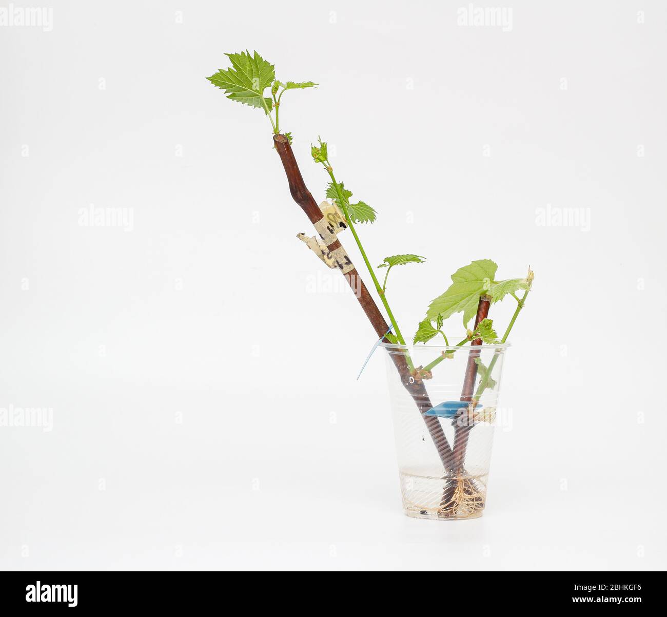 Isolated rooted grapevine cuttings with green young leaves on a white ...
