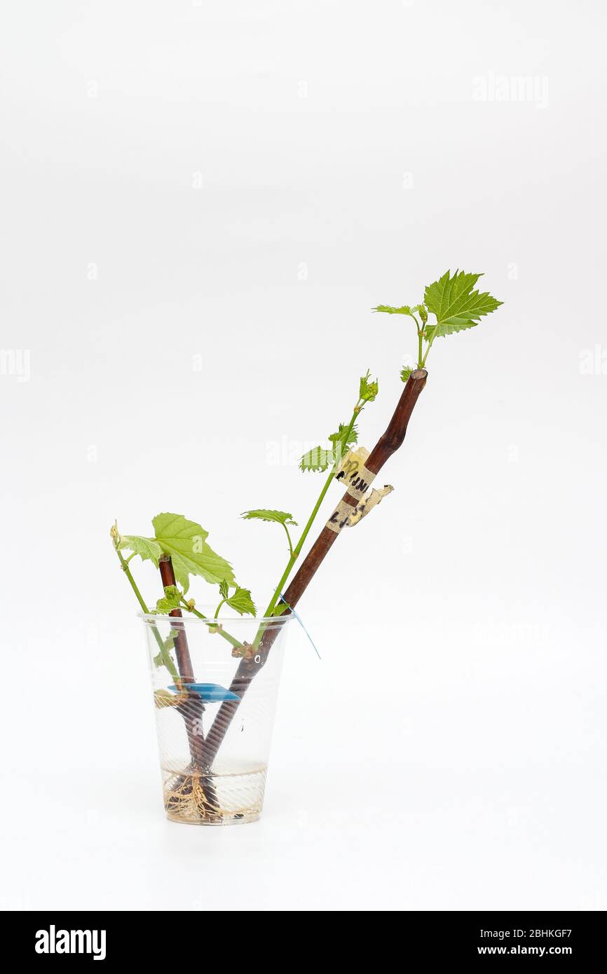 Isolated rooted grapevine cuttings with green young leaves on a white ...