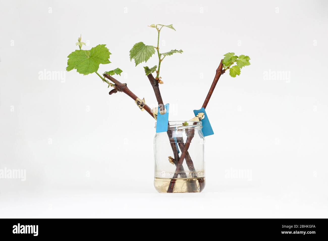 Isolated rooted grapevine cuttings with green young leaves on a white ...