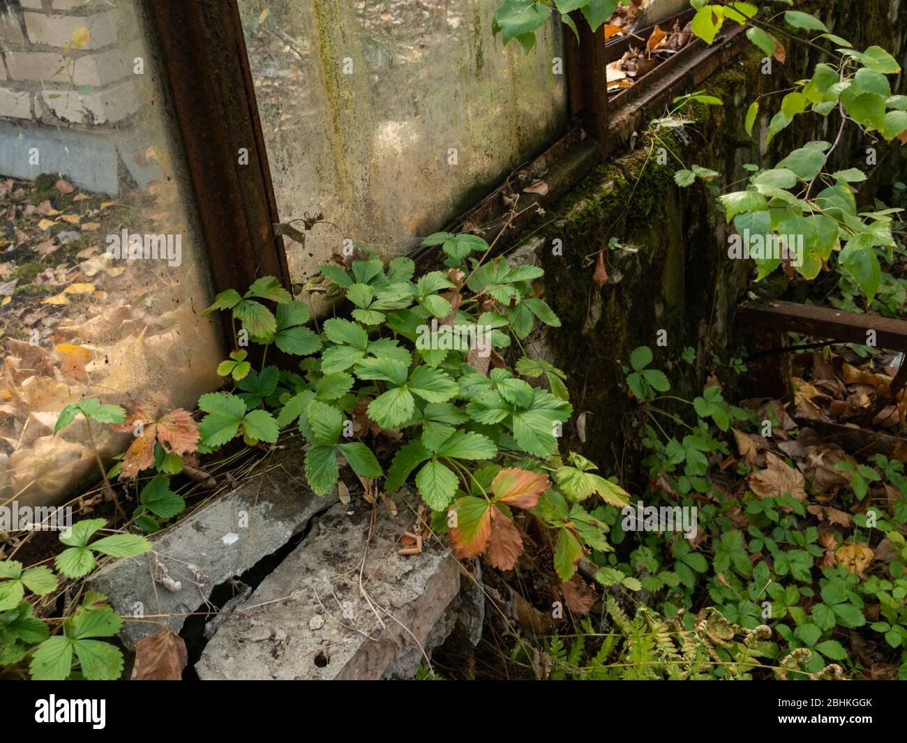 Strawberries in abandoned greenhouse in ghost town Pripyat. Chernobyl ...