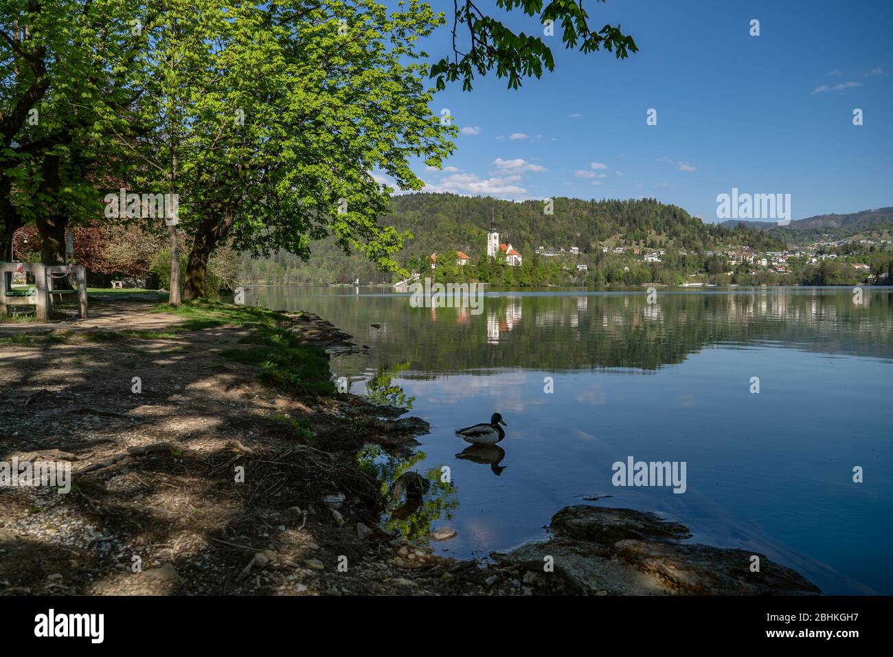 Bled lake, Slovenia, April 2020: Animals retake Bled lake as tourists ...