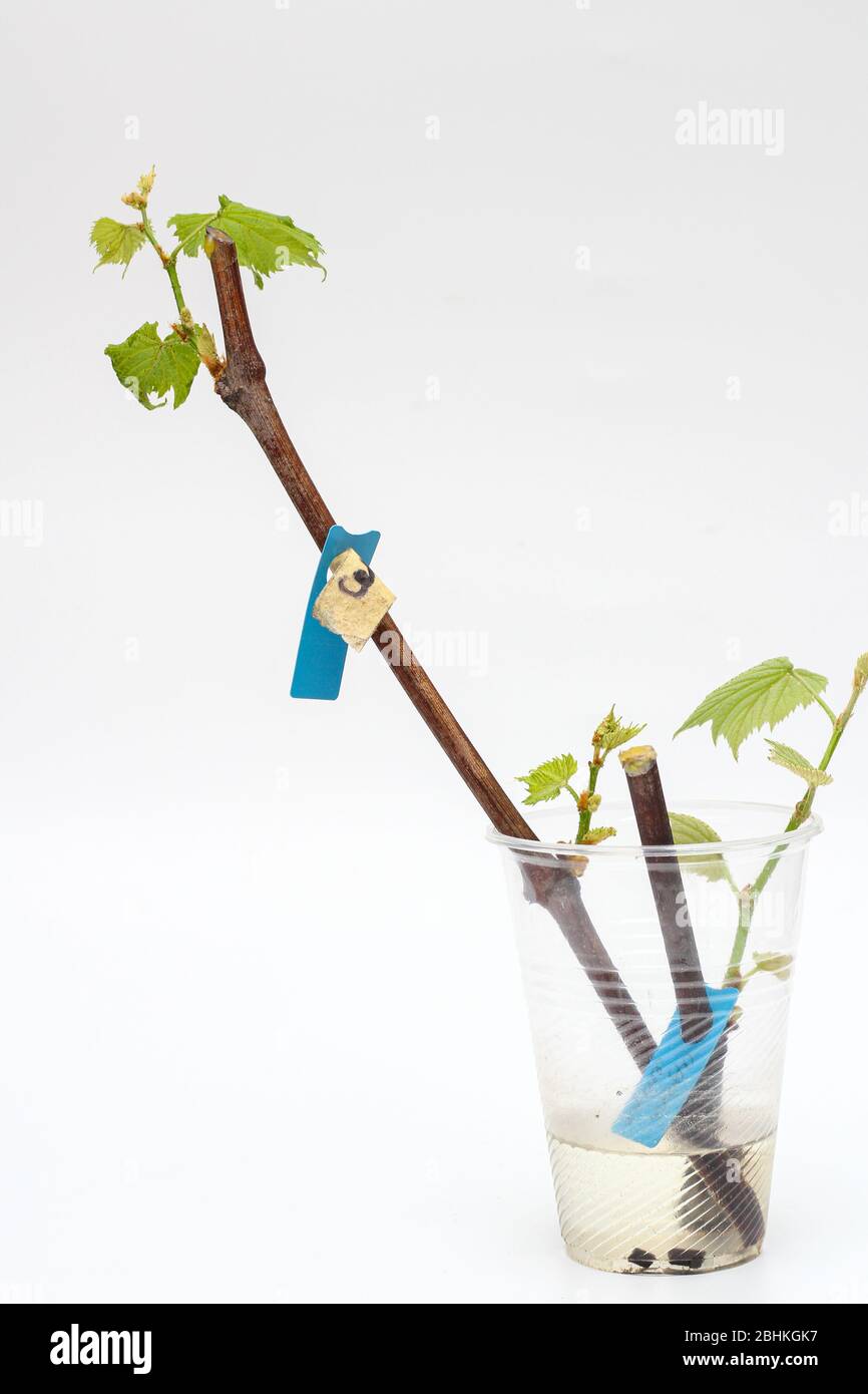 Isolated rooted grapevine cuttings with green young leaves on a white ...