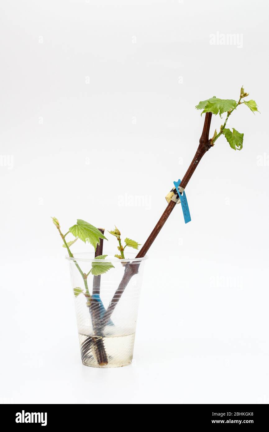 Isolated rooted grapevine cuttings with green young leaves on a white ...