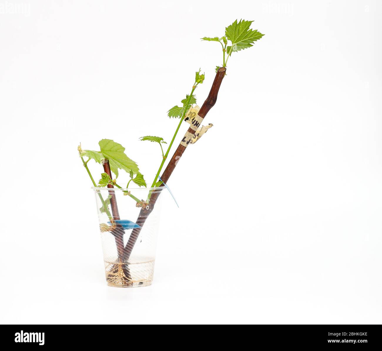 Isolated rooted grapevine cuttings with green young leaves on a white ...