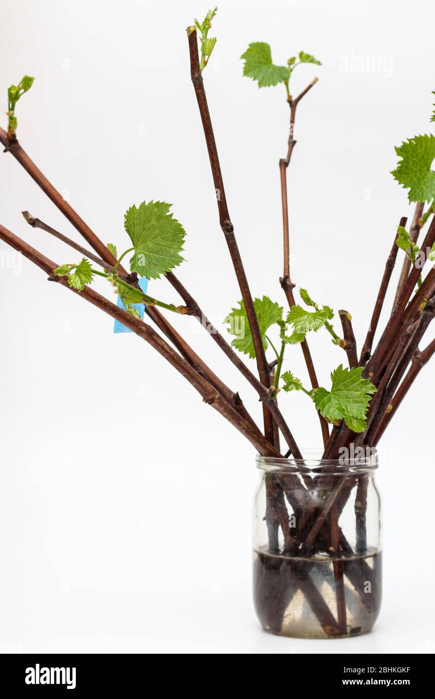 Isolated rooted grapevine cuttings with green young leaves on a white ...
