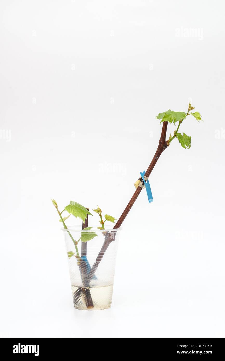 Isolated rooted grapevine cuttings with green young leaves on a white ...