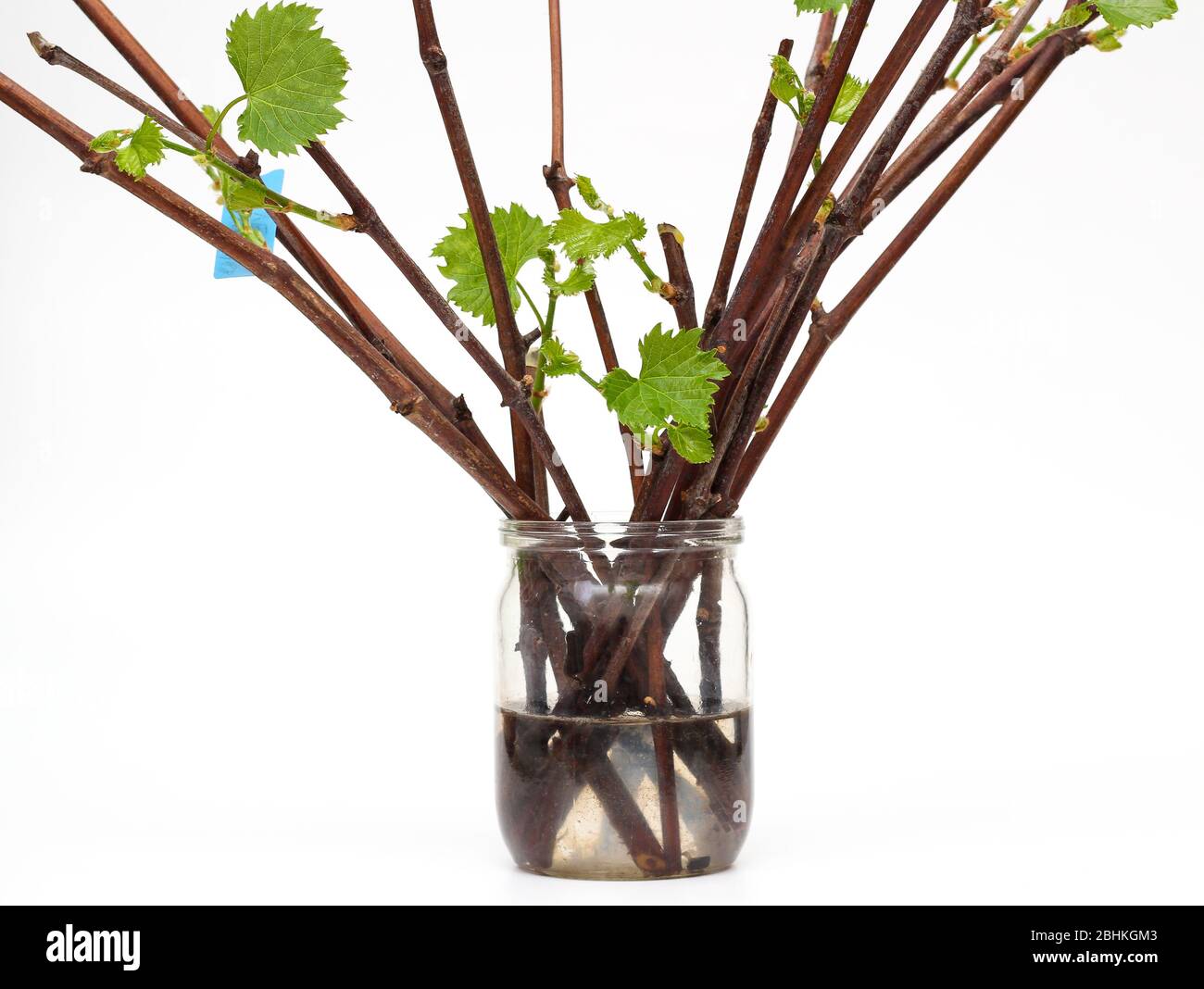 Isolated rooted grapevine cuttings with green young leaves on a white ...
