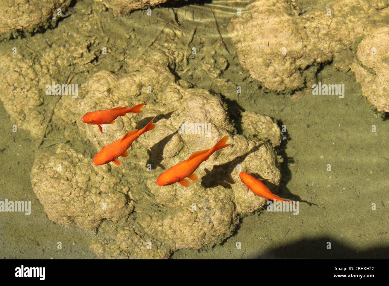 Goldfish pond hi-res stock photography and images - Alamy