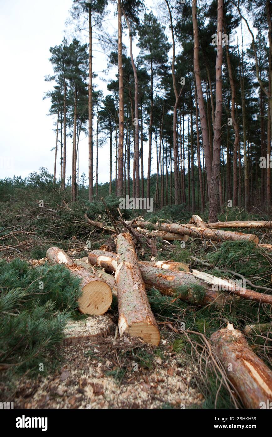 Illustrative image of Forestry Commission harvesting in Thetford Forest ...