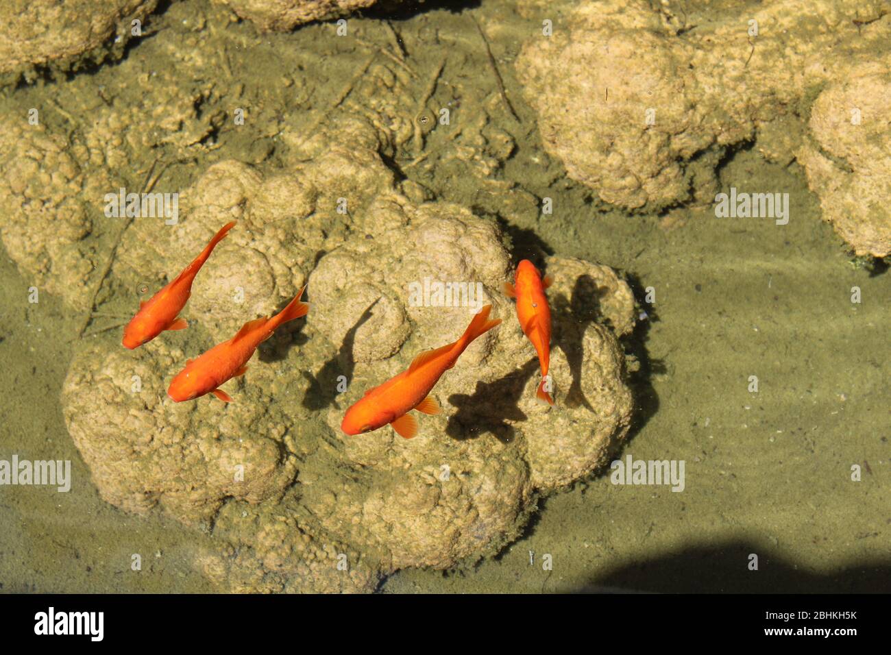 Goldfish swimming in an outdoor pond Stock Photo - Alamy