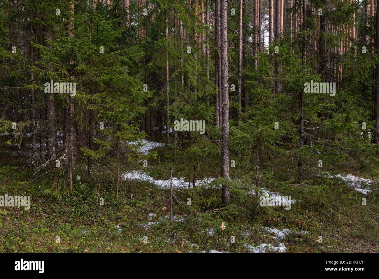 Taiga forest on a sunny spring day. Trees, tree branches snatched from ...