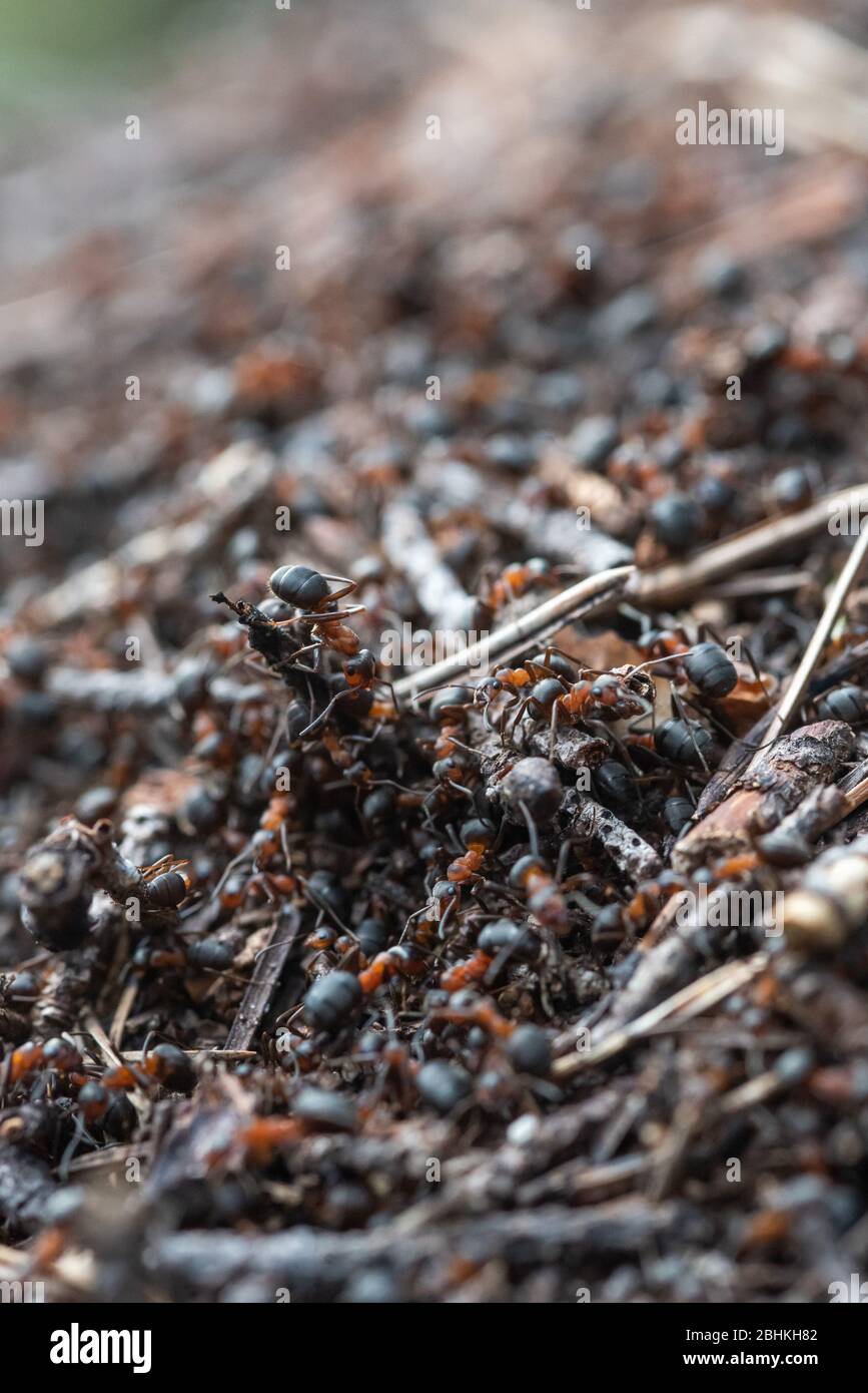 Forest workers ants in the daily bustle of everyday life Stock Photo ...