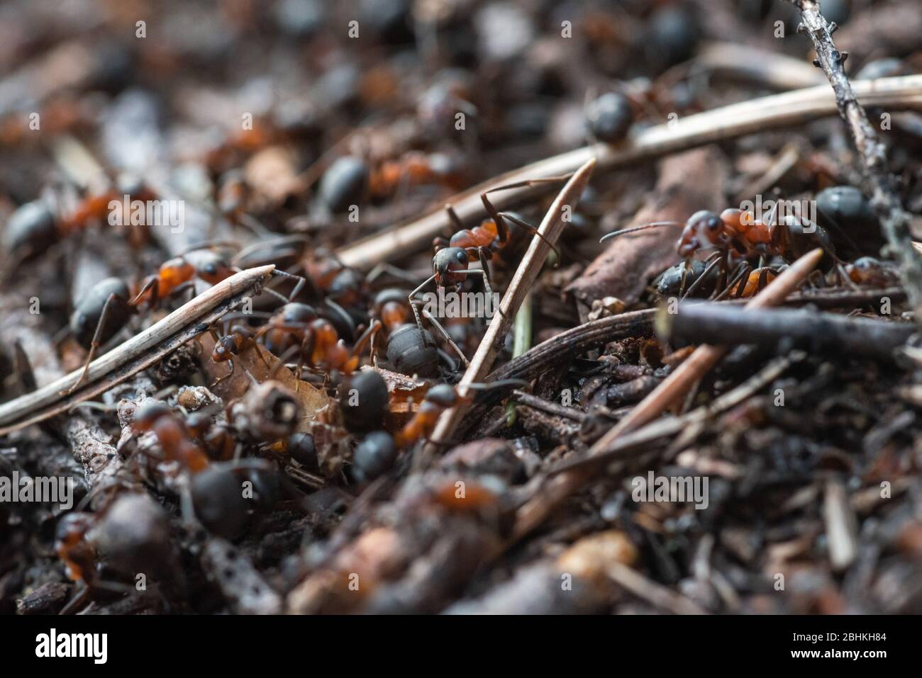 Forest workers ants in the daily bustle of everyday life Stock Photo ...