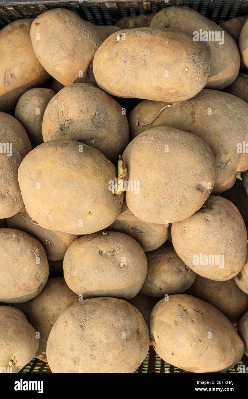 Planting potato texture top view Stock Photo - Alamy