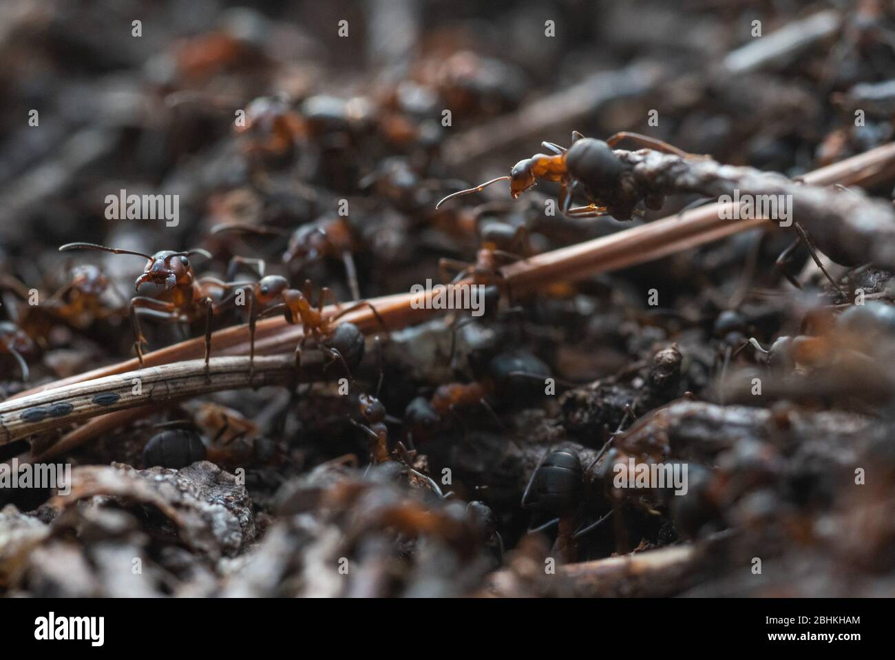 Forest workers ants in the daily bustle of everyday life Stock Photo ...