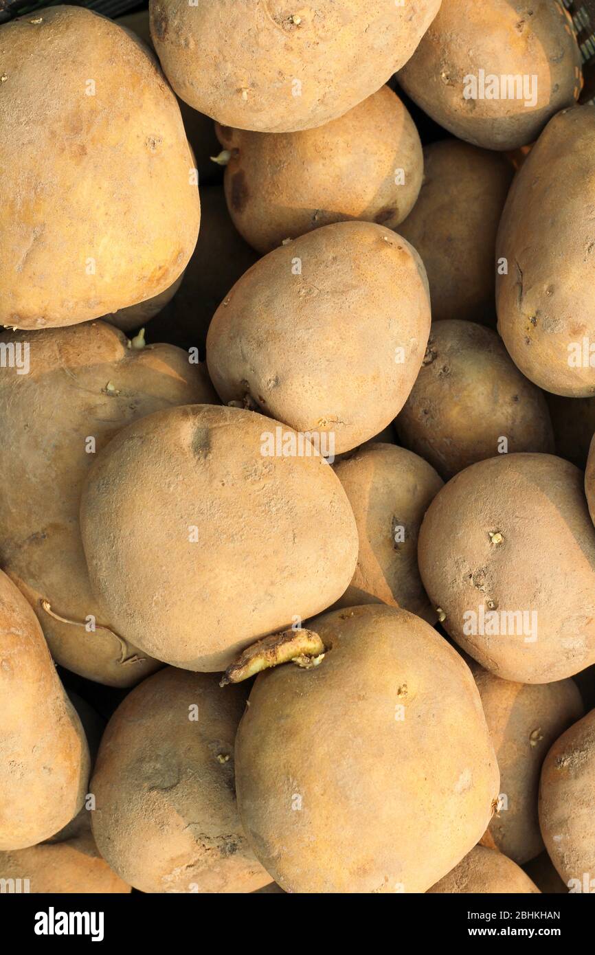 Planting potato texture top view Stock Photo - Alamy