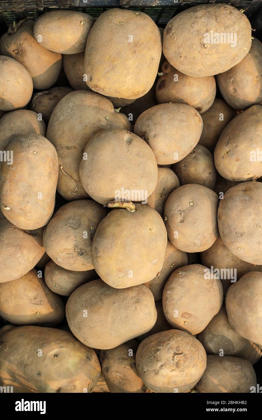 Planting potato texture top view Stock Photo - Alamy