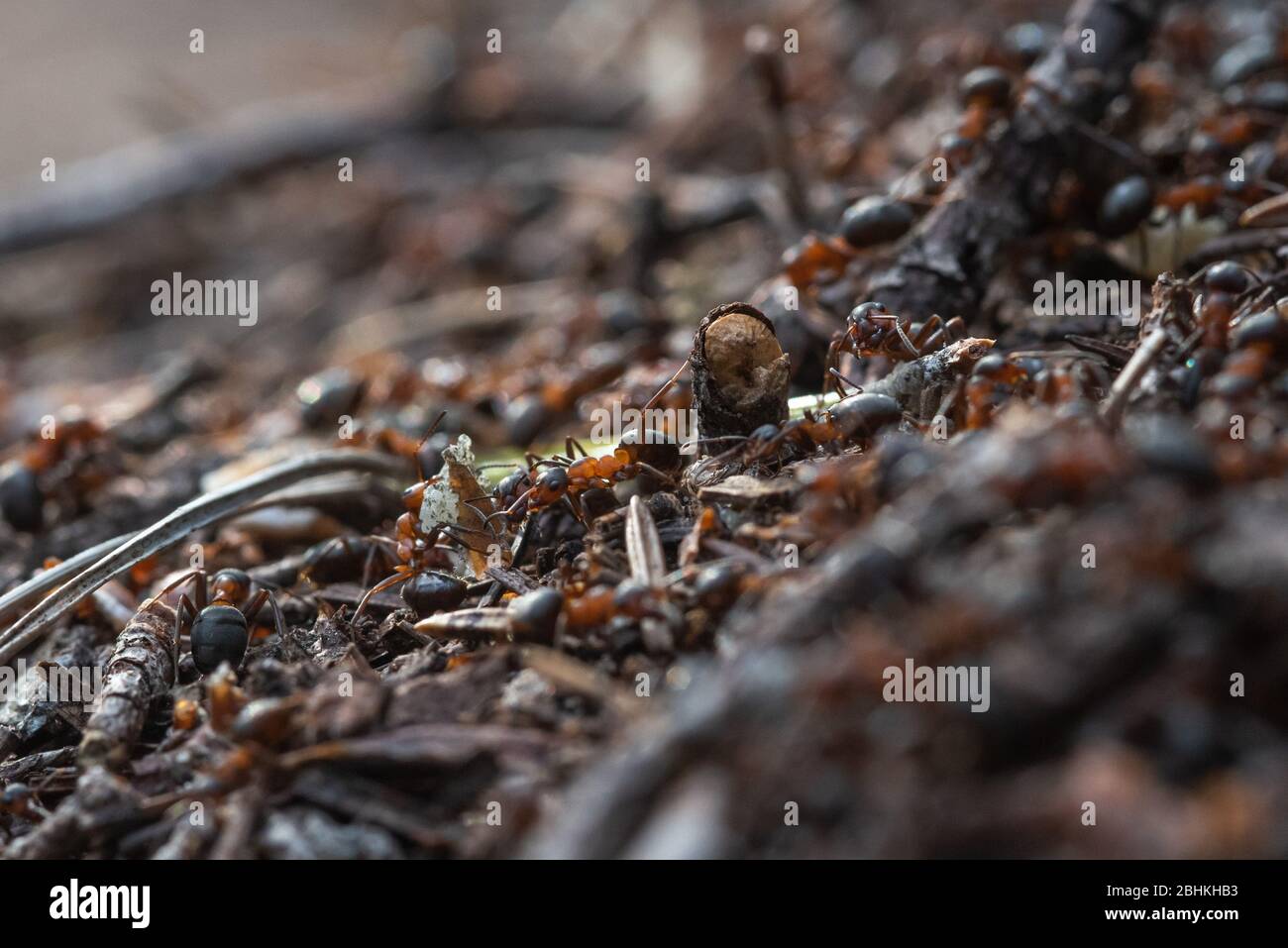 Forest workers ants in the daily bustle of everyday life Stock Photo ...