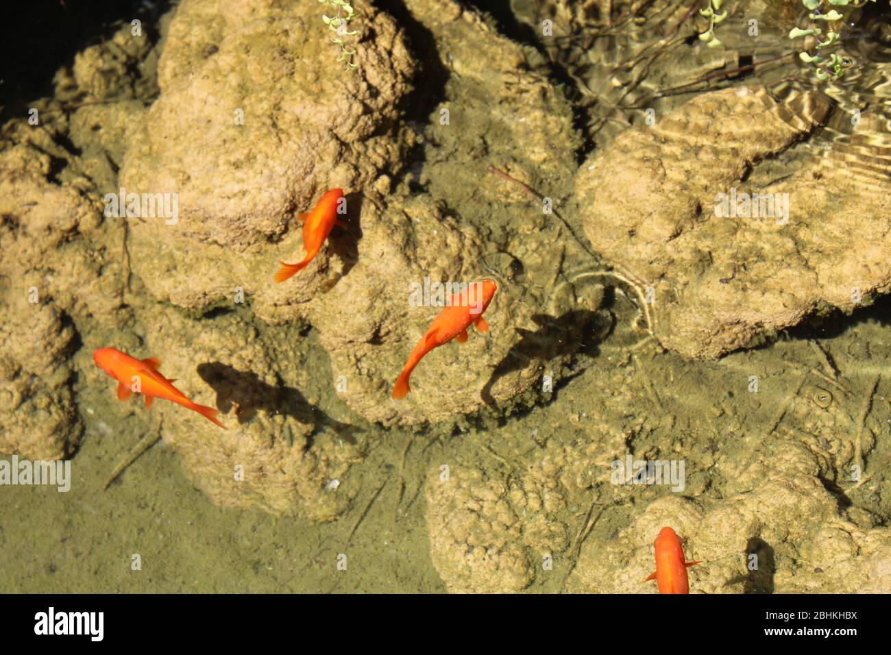 Goldfish swimming in an outdoor pond Stock Photo - Alamy