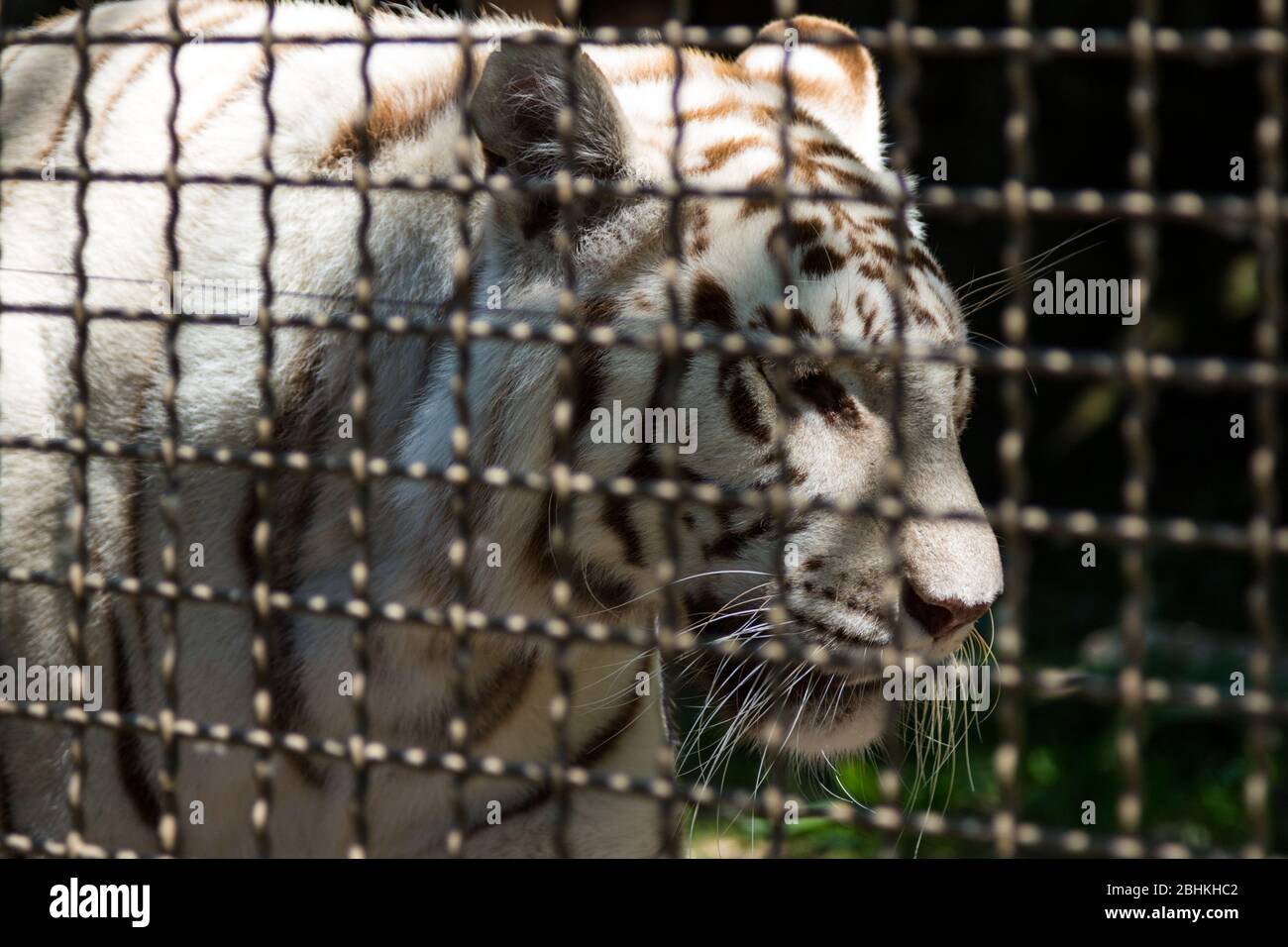 Wireframe tiger hi-res stock photography and images - Alamy