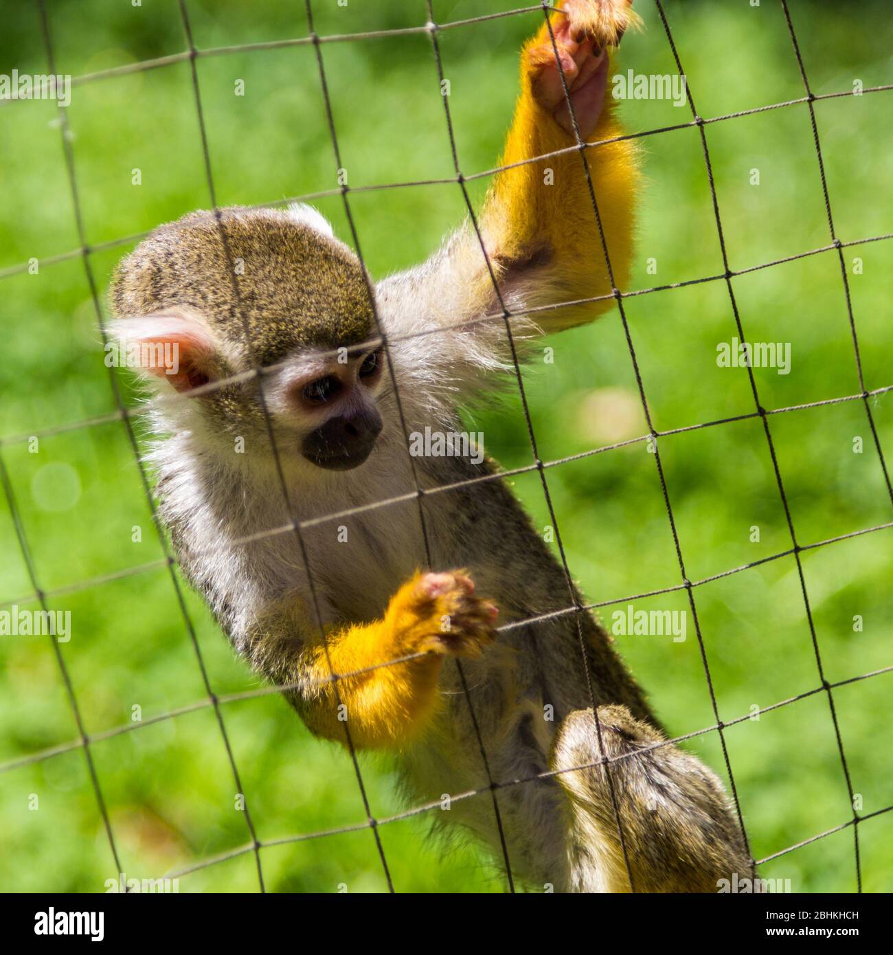Common squirrel monkey Saimiri collinsi climbing up wire railing in zoo ...