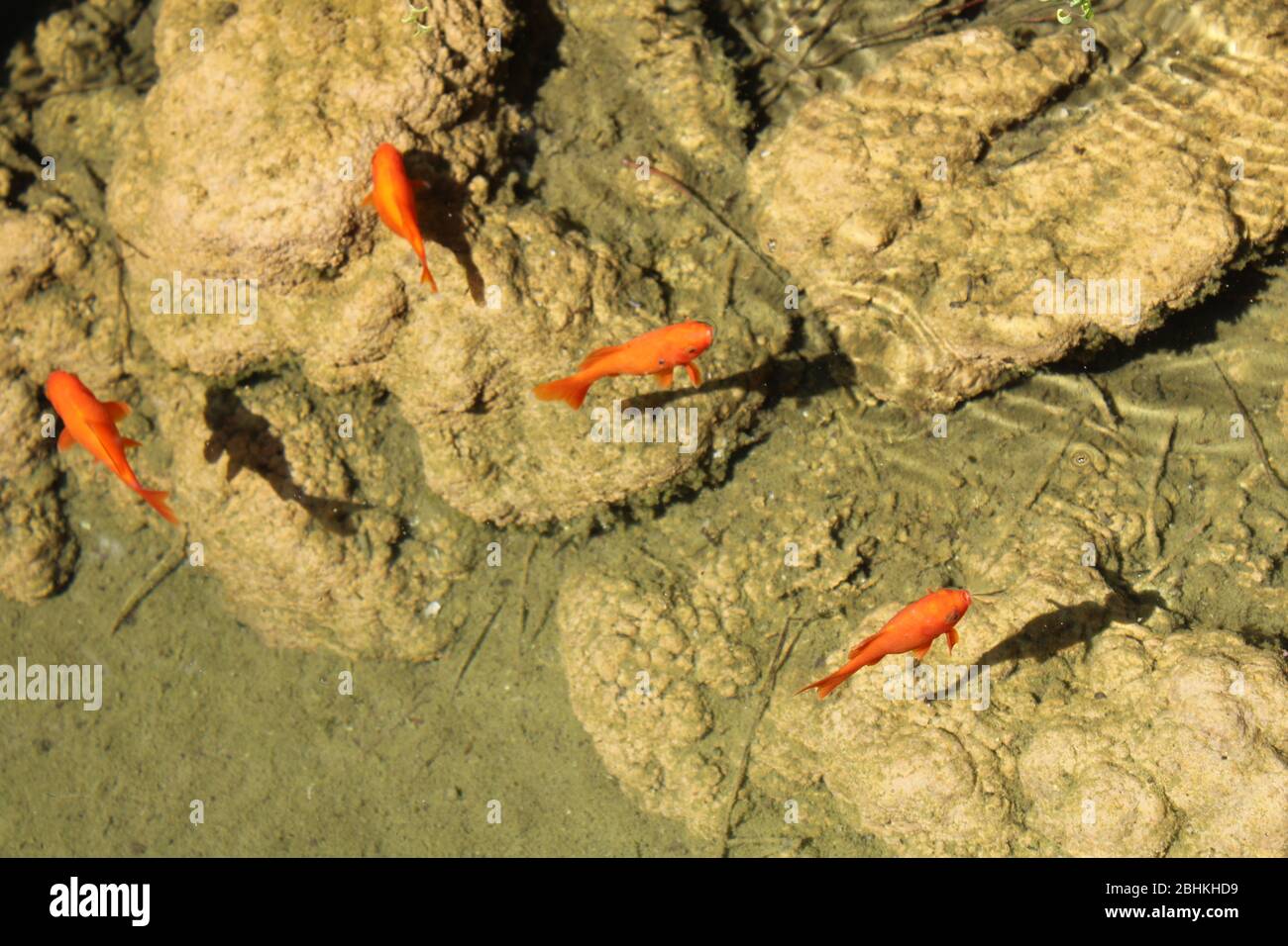 Goldfish swimming in an outdoor pond Stock Photo - Alamy