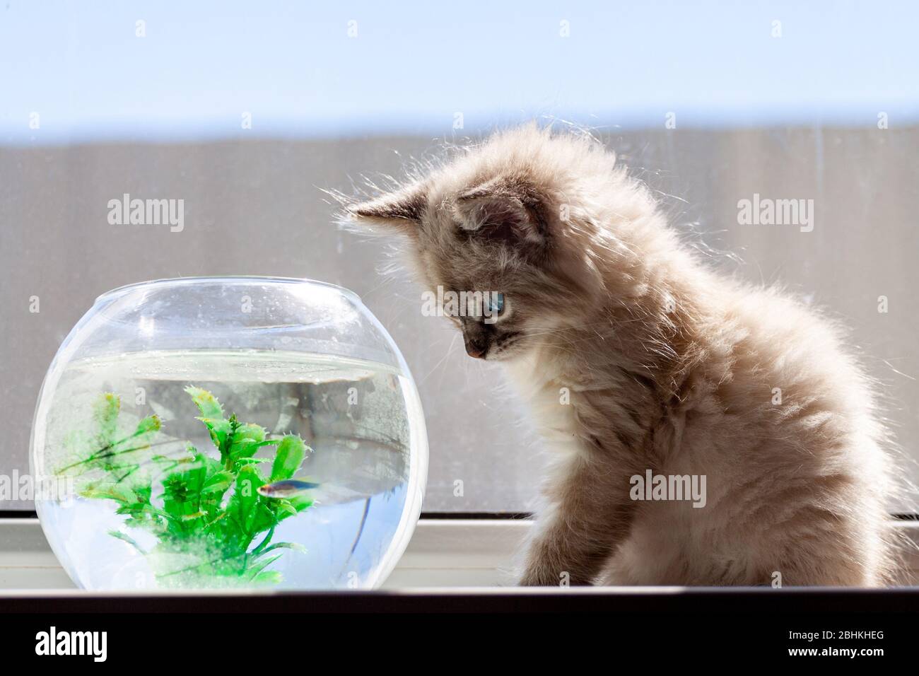 A beautiful fluffy kitten is hunting for a goldfish in an aqua rime ...