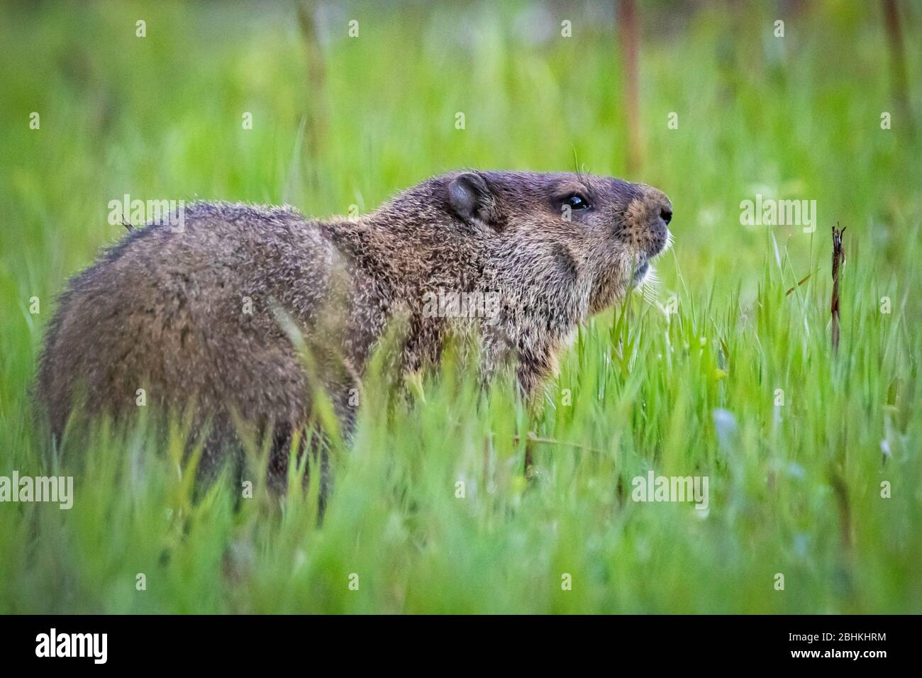 Curious wild groundhog on the field alone in grass Stock Photo - Alamy