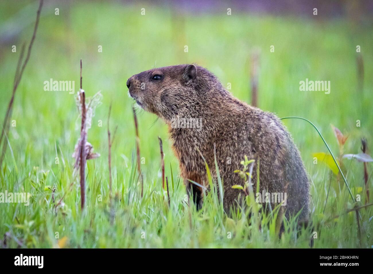 Curious wild groundhog on the field alone in grass Stock Photo - Alamy
