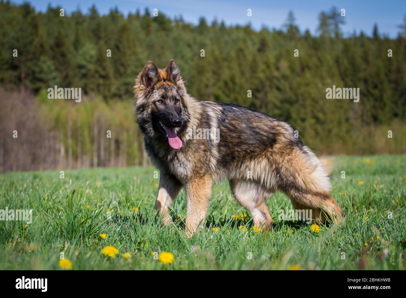 Long-haired German Shepherd Dog (Alsatian Dog) standing from the side ...