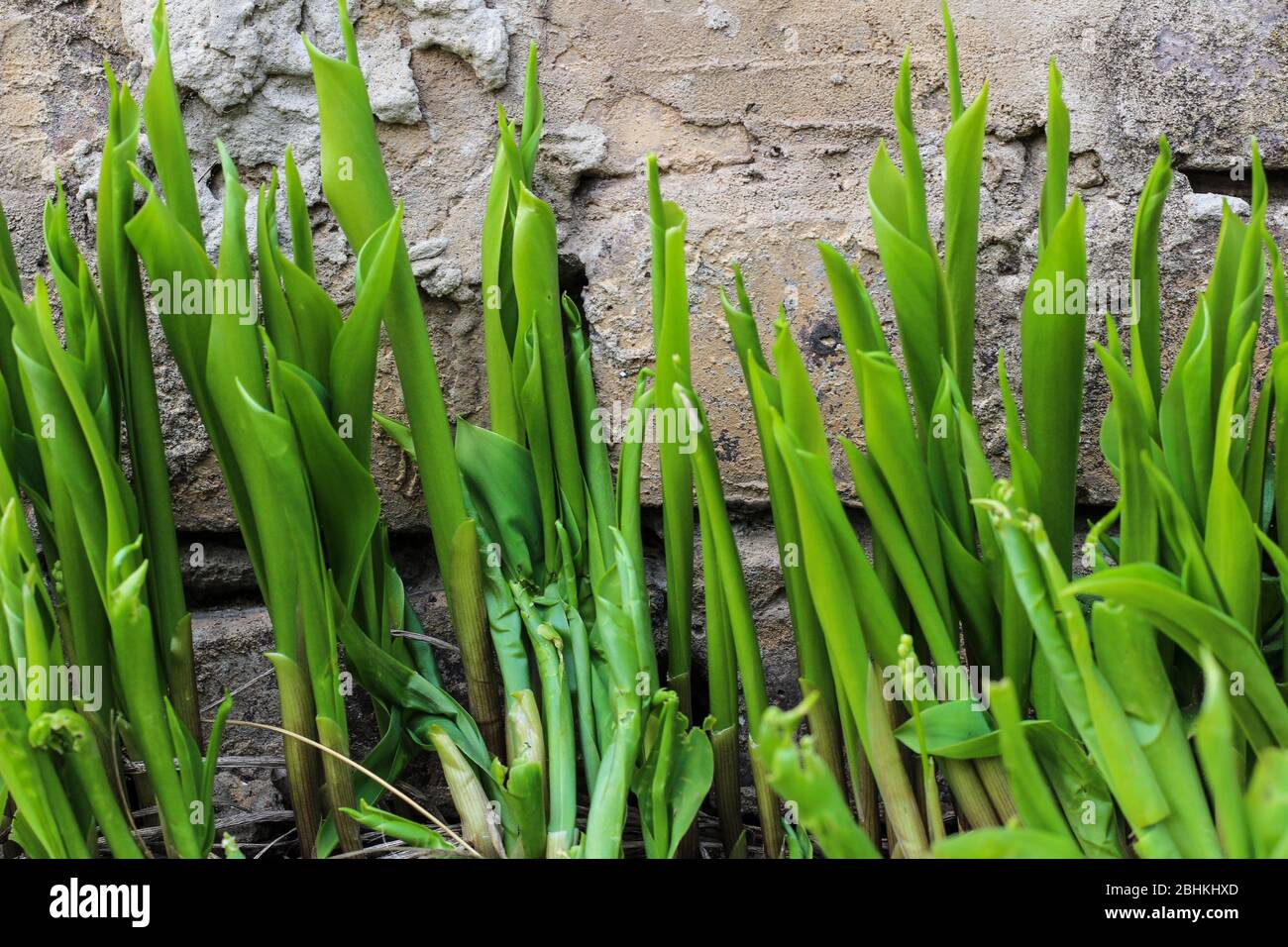 Green sprouts of lilies of the valley on a concrete wall background ...