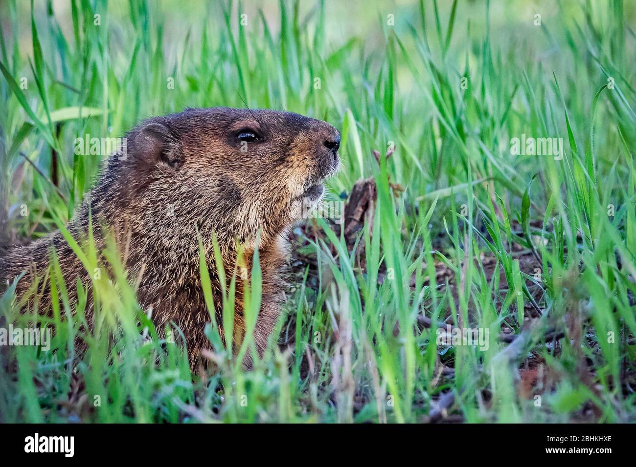 Curious wild groundhog on the field alone in grass Stock Photo - Alamy