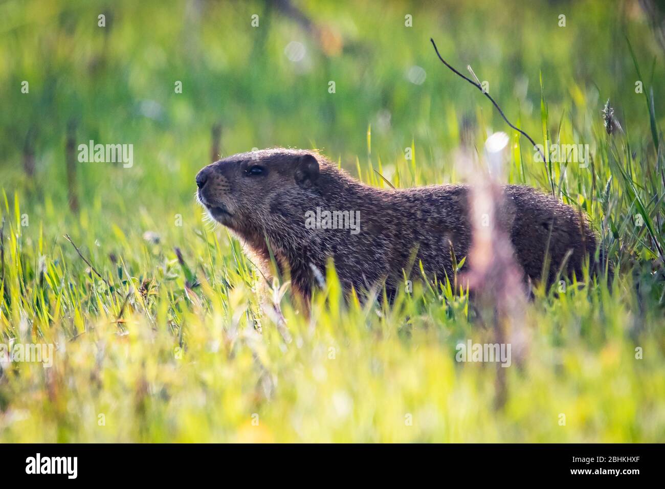 Curious wild groundhog on the field alone in grass Stock Photo - Alamy