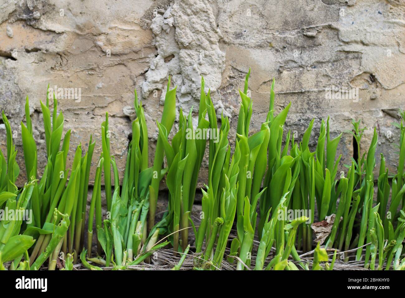 Green sprouts of lilies of the valley on a concrete wall background ...