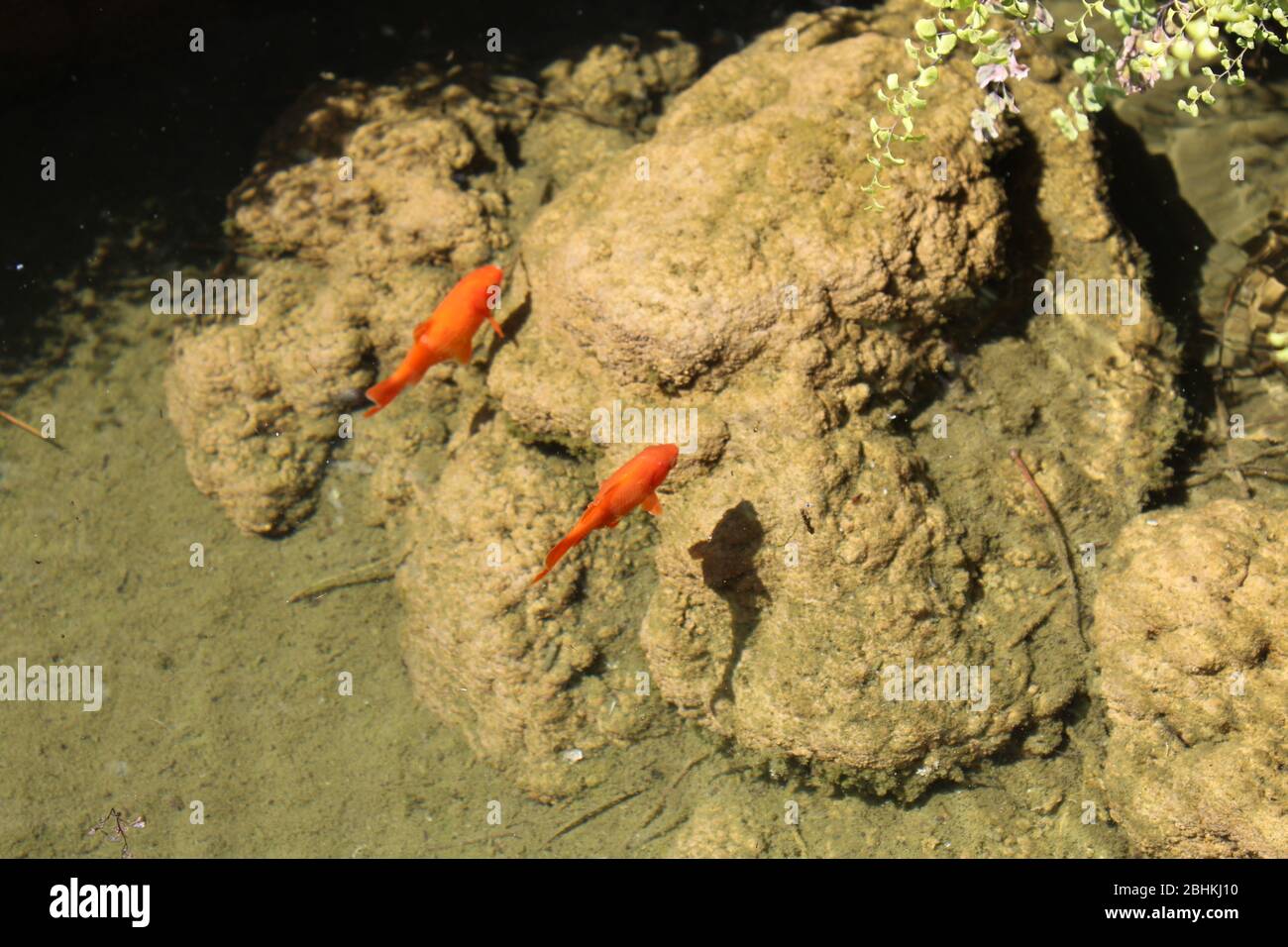 Goldfish pond hi-res stock photography and images - Alamy