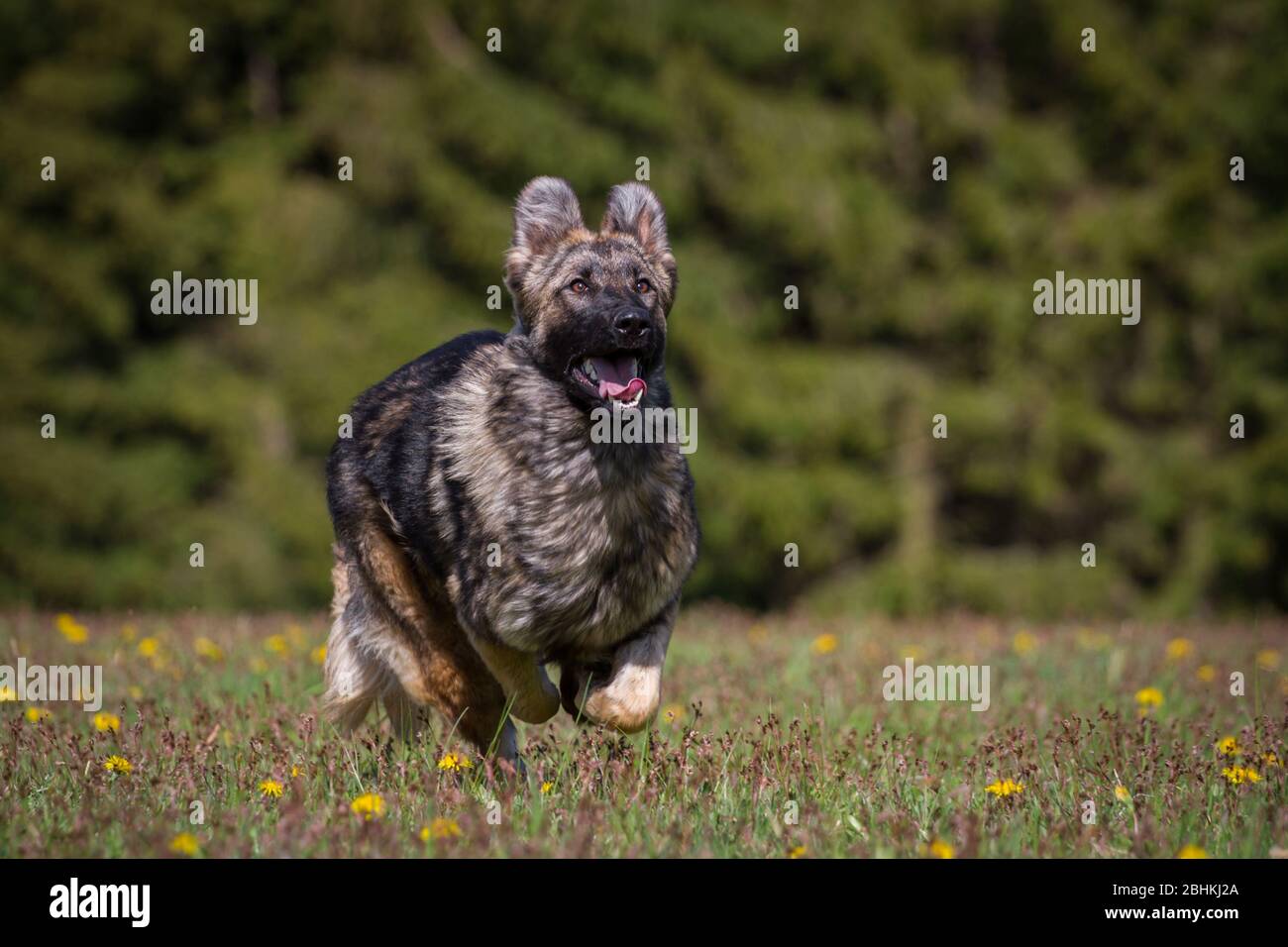 Active big dog hi-res stock photography and images - Alamy
