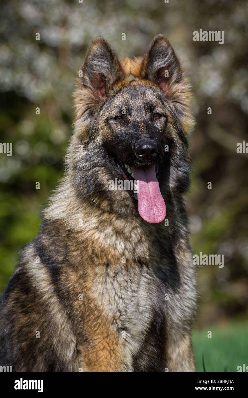 Long-haired German Shepherd Dog (Alsatian Dog) portrait of the head ...