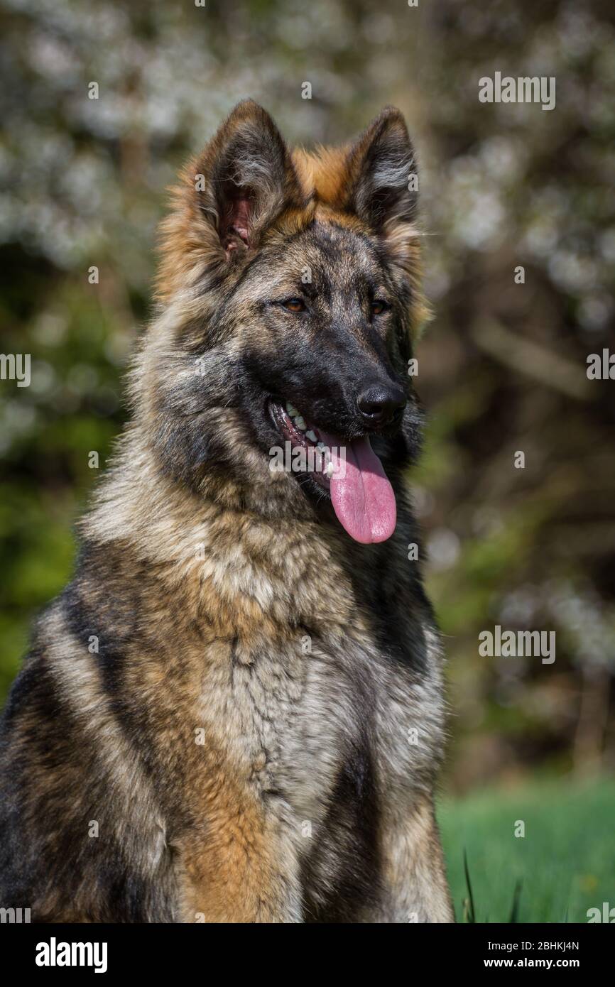 Long-haired German Shepherd Dog (Alsatian Dog) portrait of the head ...