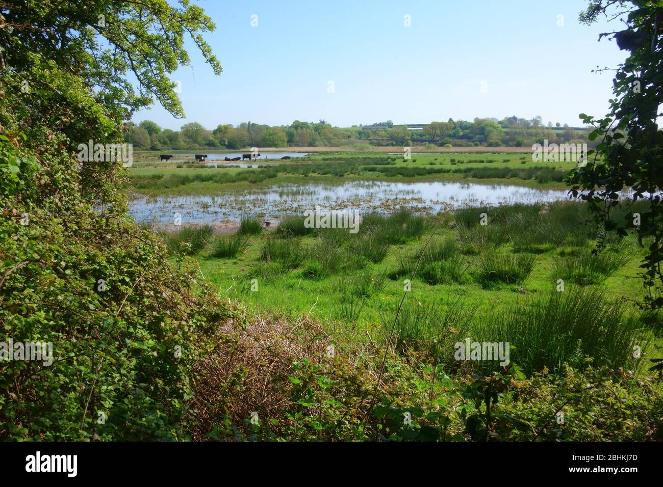 Marsh devon hi-res stock photography and images - Alamy