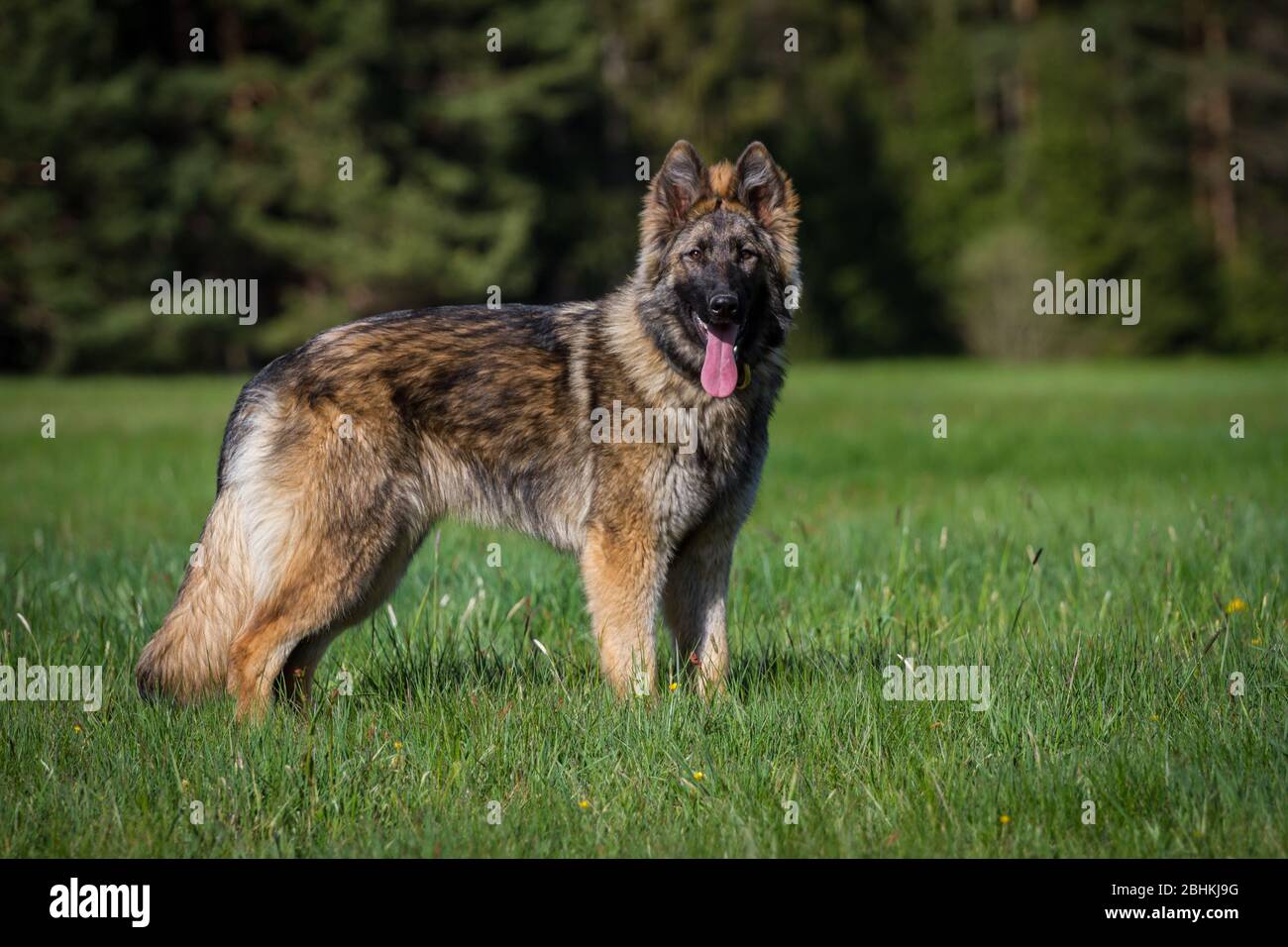 Long-haired German Shepherd Dog (Alsatian Dog) standing from the side ...