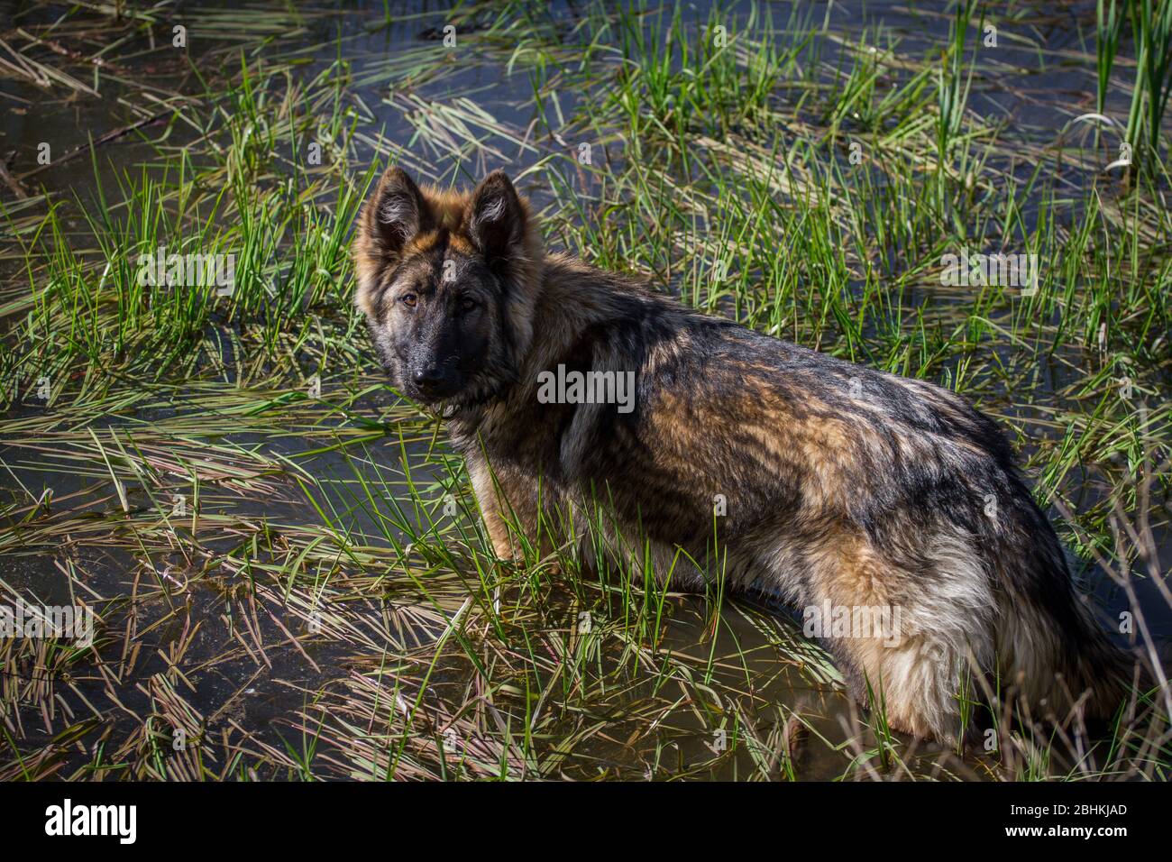 Black german shepherd water hi-res stock photography and images - Alamy