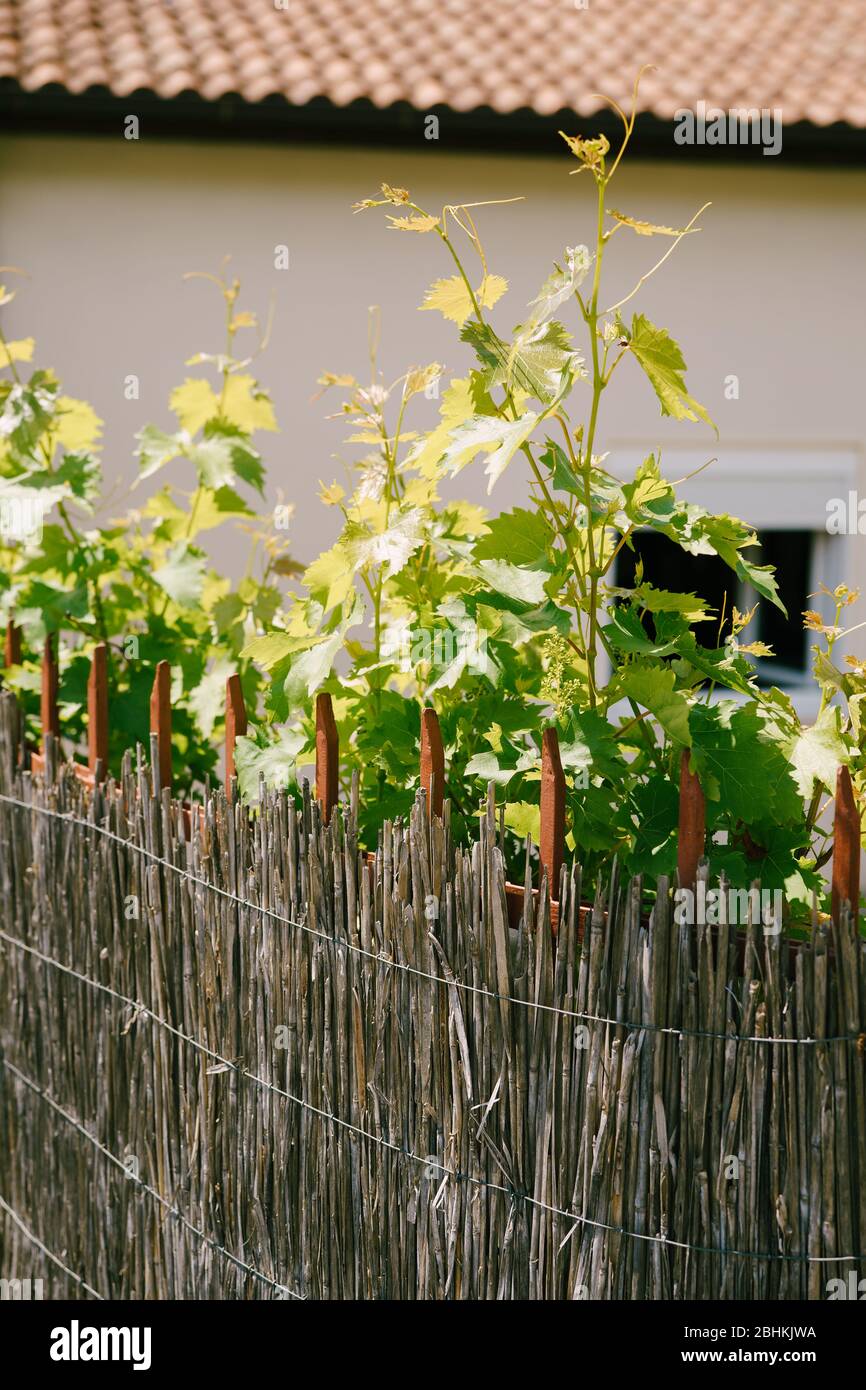 Young grapes grow because of bamboo fence in the background of a house ...
