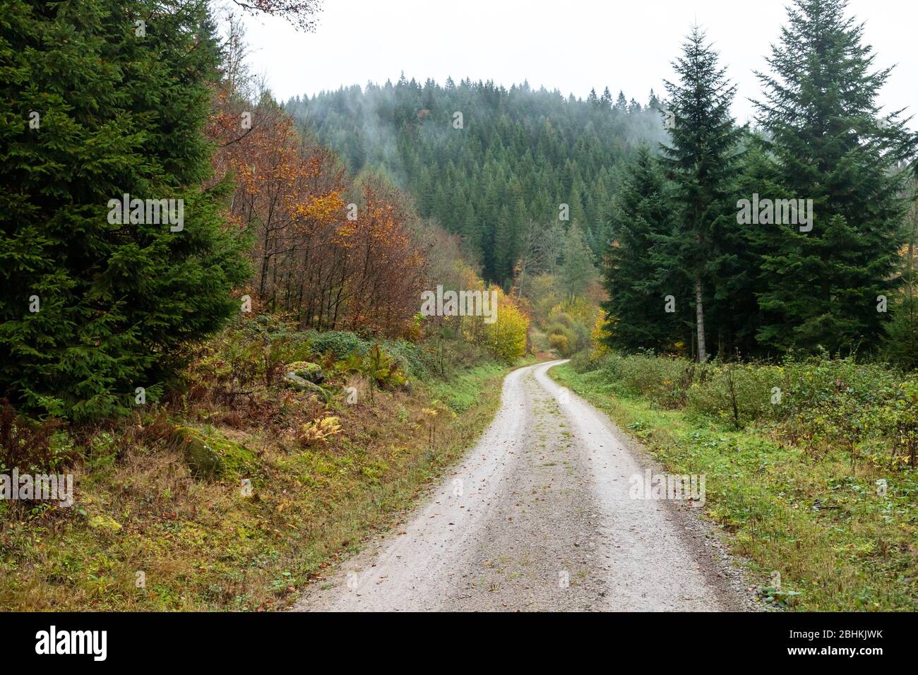 Trail with autumn leaves in Black Forest, Germany Stock Photo - Alamy
