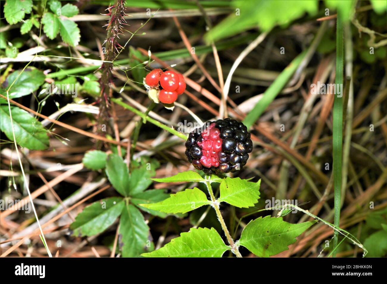 Eatible fruit hi-res stock photography and images - Alamy
