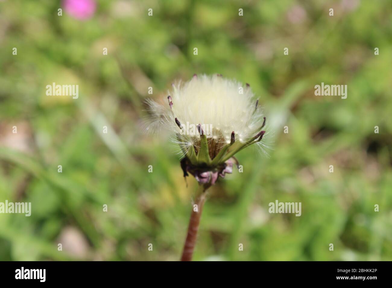 Dandelions wish blow flowers hi-res stock photography and images - Alamy