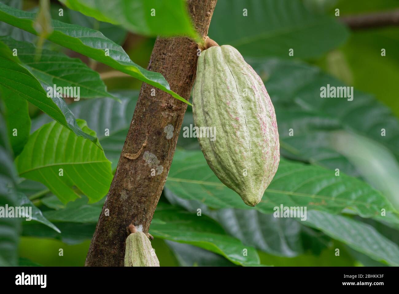 Small evergreen tree hi-res stock photography and images - Alamy