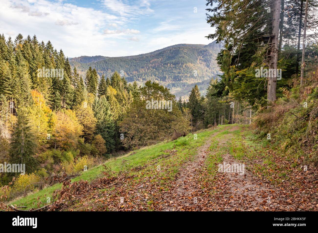 Trail with Pine trees in Black Forest around Forbach village, Germany ...