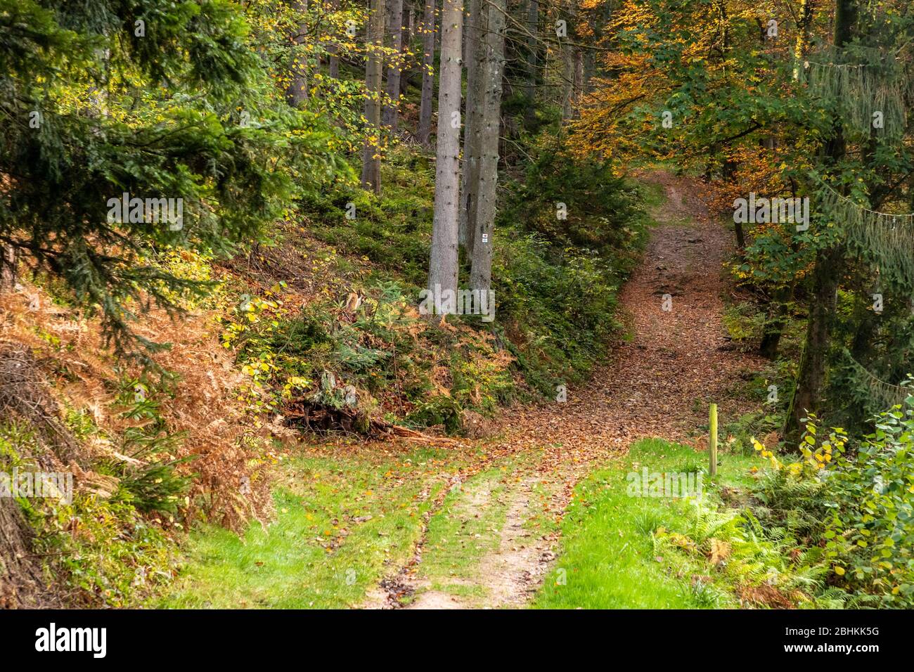Trail with Pine trees in Black Forest around Forbach village, Germany ...